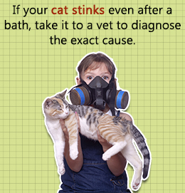 What to Do if Your Cat Stinks - Cat Care