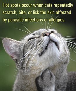 Causes and Home Remedies for Hot Spots on Cats - Cat Care