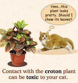 Is the Croton Plant Poisonous to Cats? - Cat Care