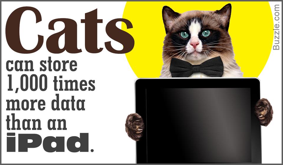 A Quick Guide to Male Cat Behavior: Traits and Personality - Cat Care